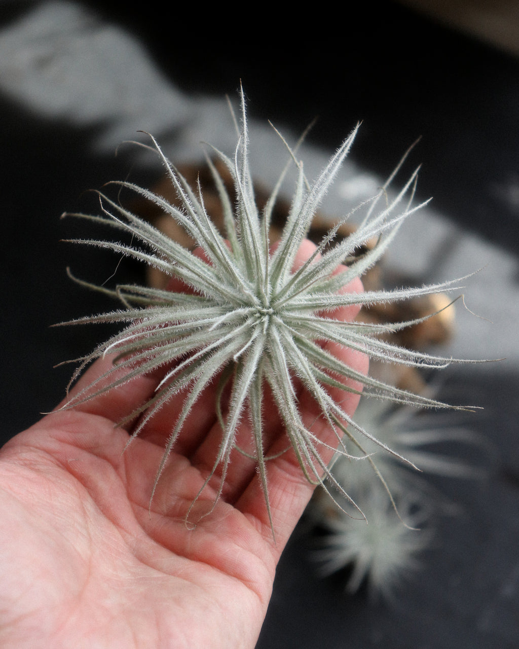 Tillandsia Tectorum – THE PLANT HOUSE